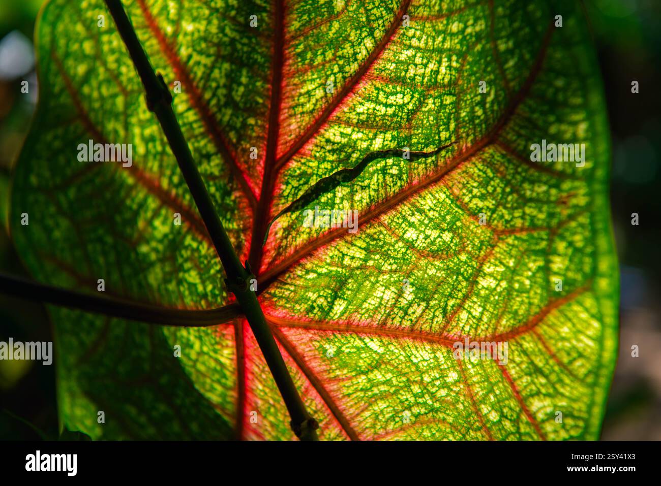 Greenery background, green color of nature plant and leaf environment ...