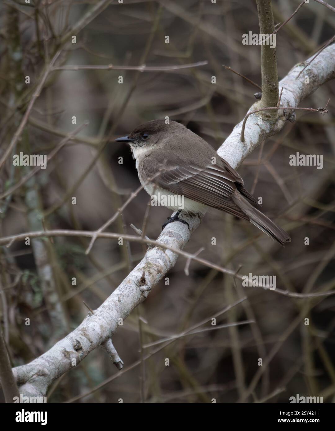 Eastern phoebe perched in a deciduous tree in Cullinan Park in ...