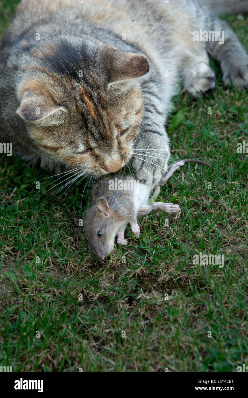 Grey stripped cat holding a mouse in her teeth. Cat holding a mouse in ...
