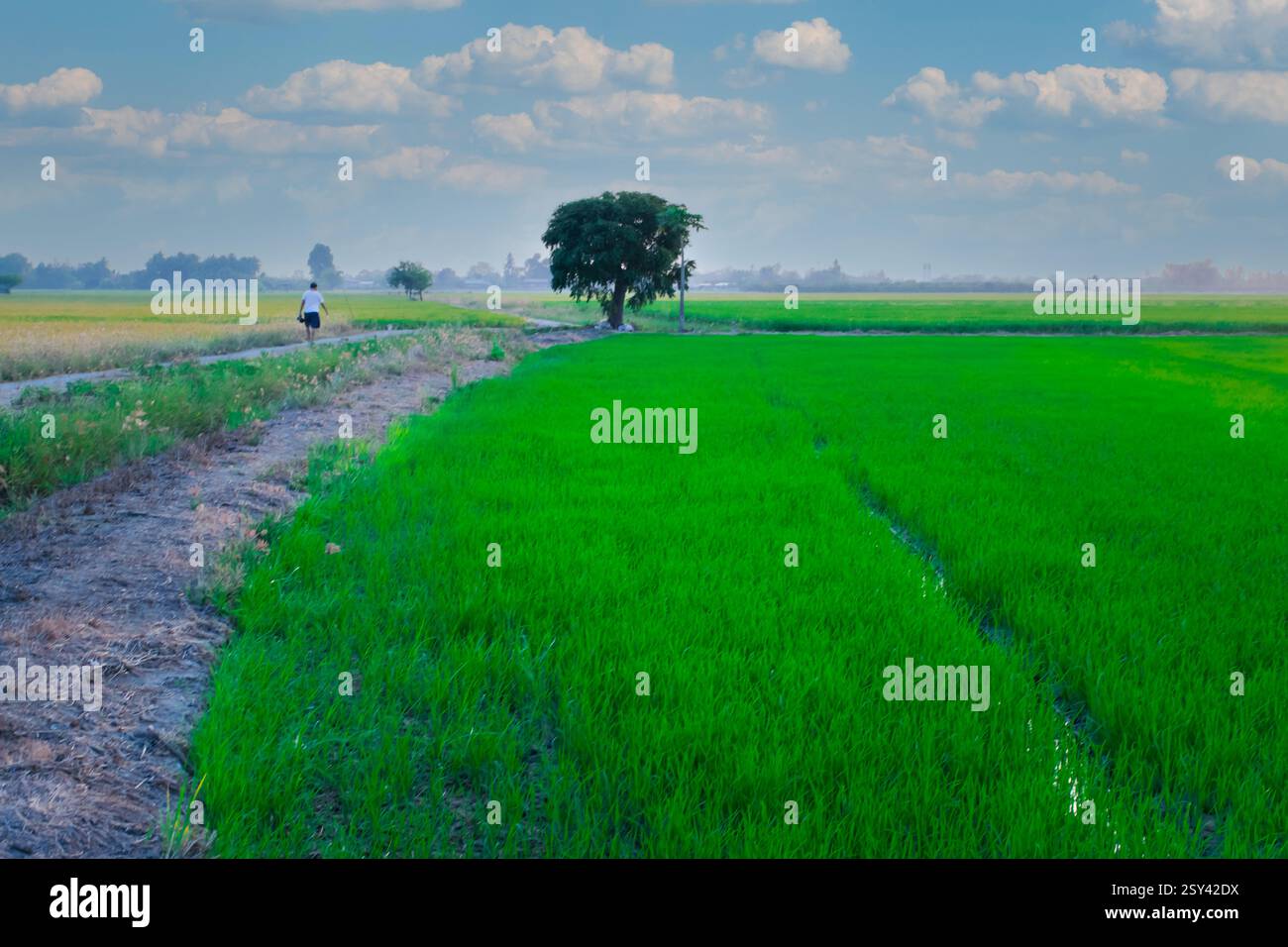 Landscape nature of rice field on rice paddy green color lush growing ...