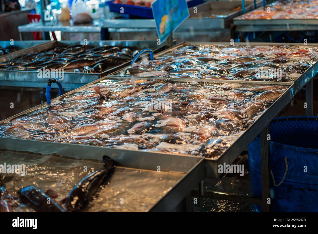 Whole fresh raw sea fishes variety premium grade for sale at seafood ...