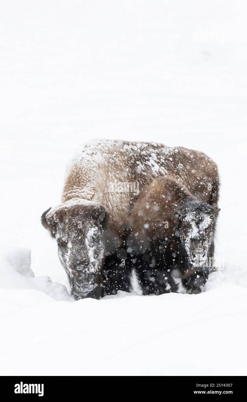 National wyoming Cut Out Stock Images & Pictures - Alamy