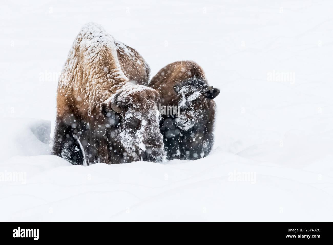: Bison; Cow and calf; Winter; Snow; Winter survival Stock Photo - Alamy