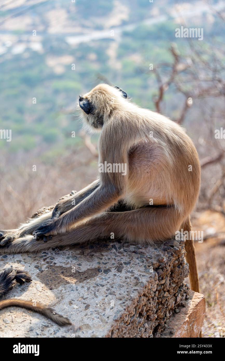 A thoughtful gray langur monkey sits overlooking the Indian mountains ...