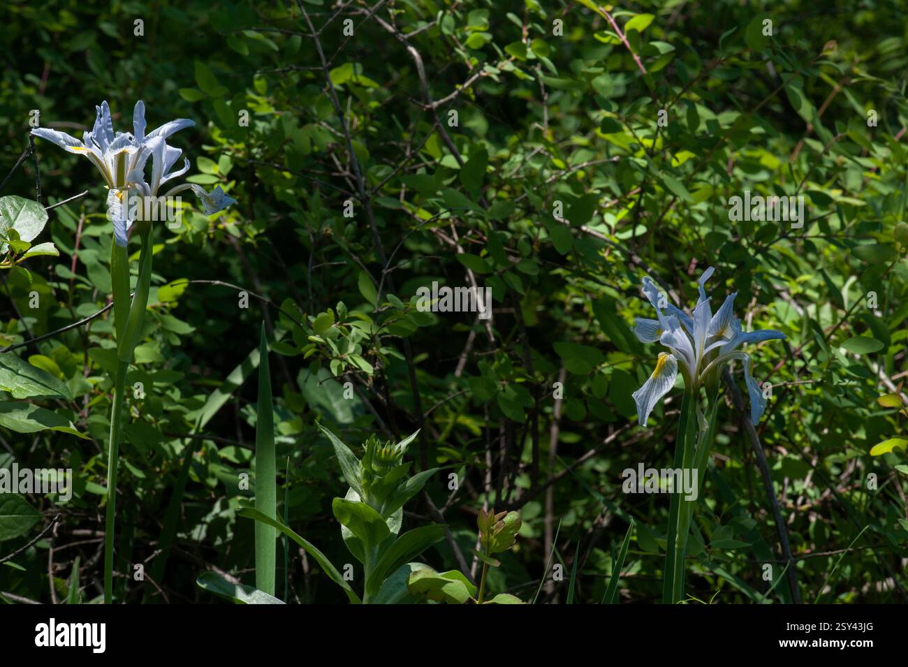 Rocky Mountain Iris (Iris missouriensis) at the 8500-foot level on ...