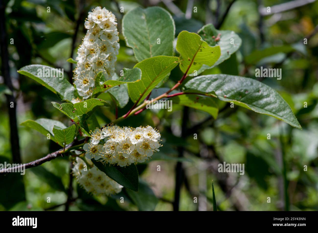 Chokecherry (Prunus virginiana) at the 8500-foot level on Colorado's ...