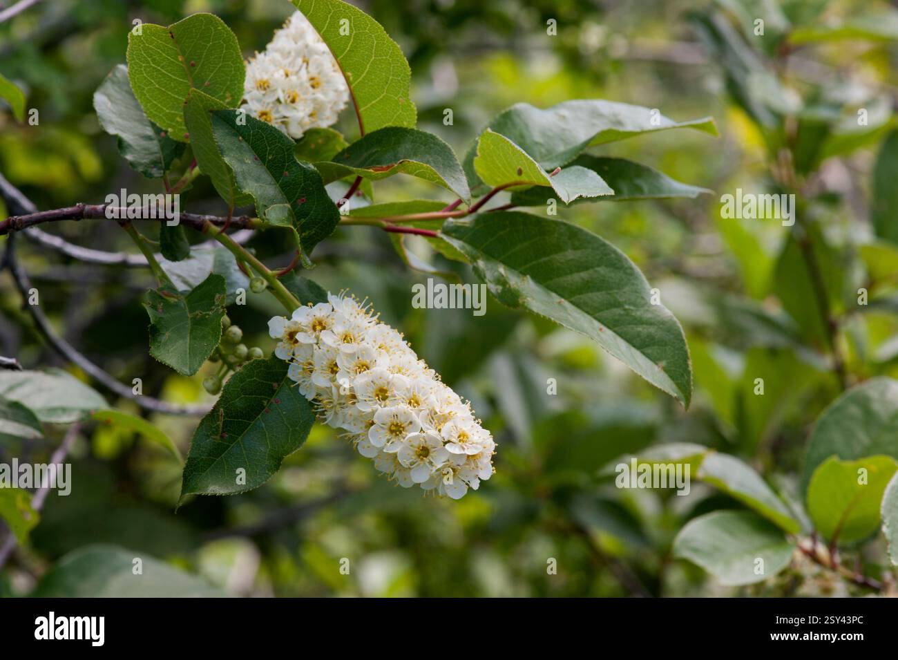 Chokecherry (Prunus virginiana) at the 8500-foot level on Colorado's ...