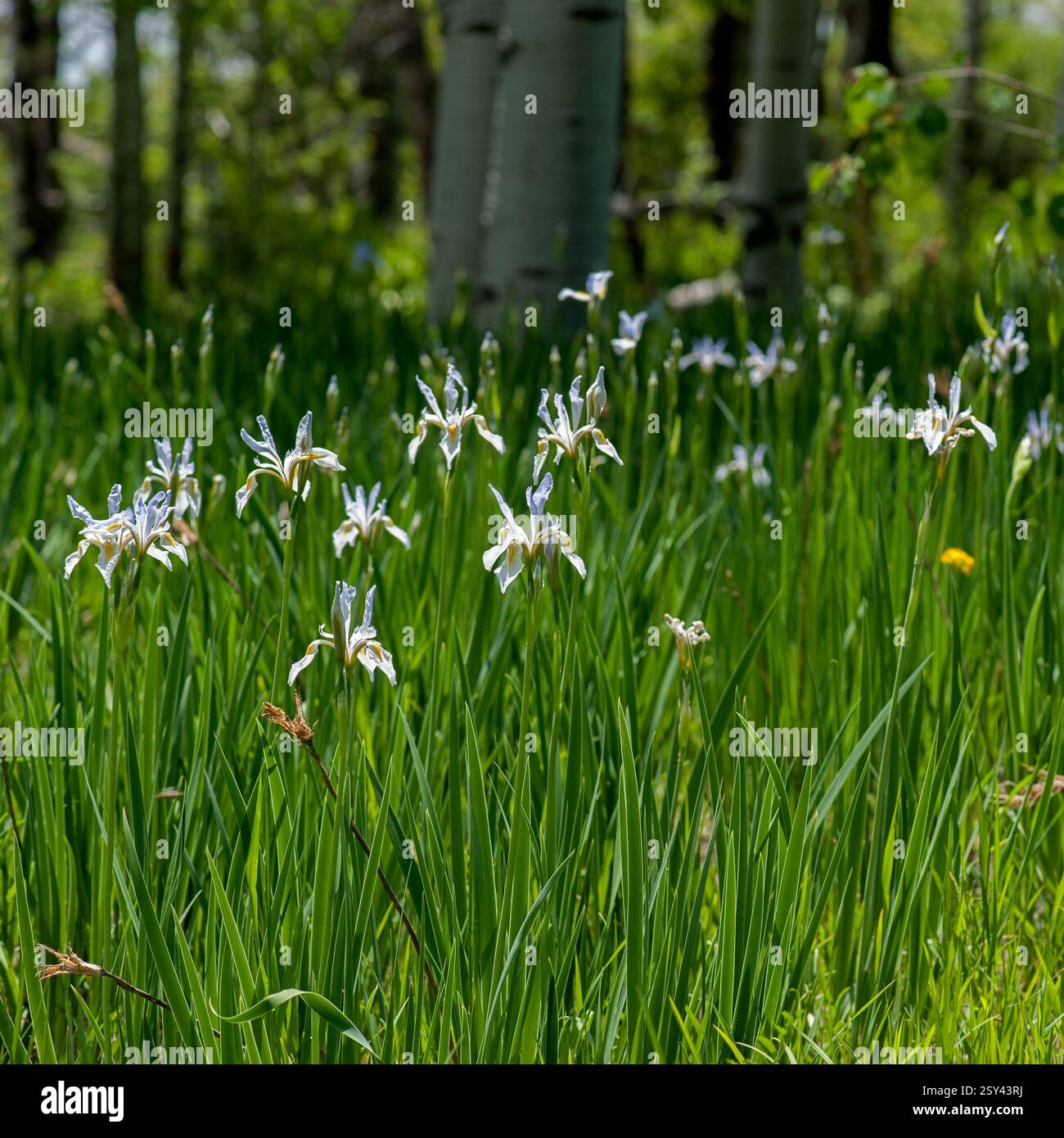 Rocky Mountain Iris (Iris missouriensis) and aspen trees at the 8500 ...