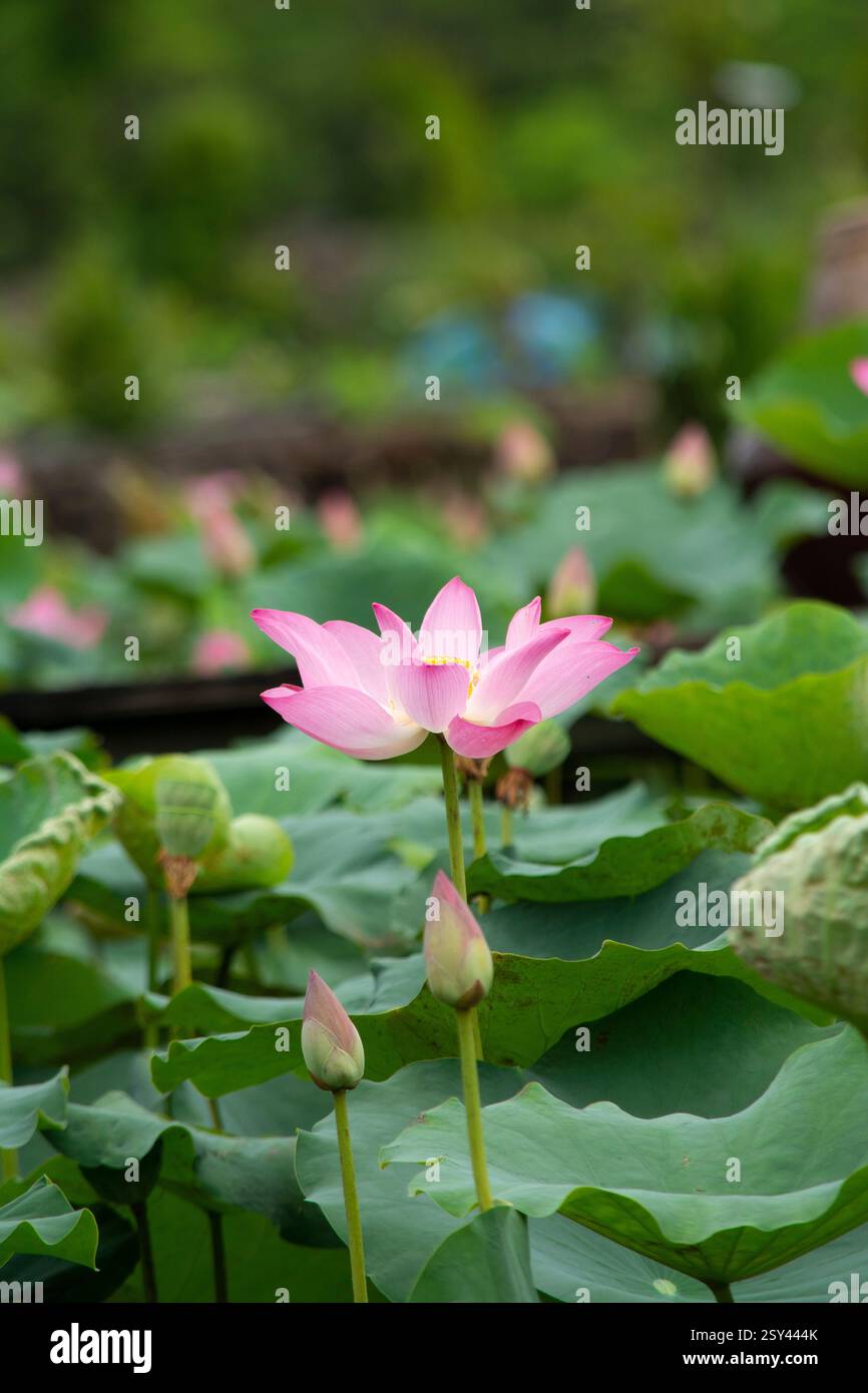 Lotus flower blooming vertical for mobile Stock Photo - Alamy
