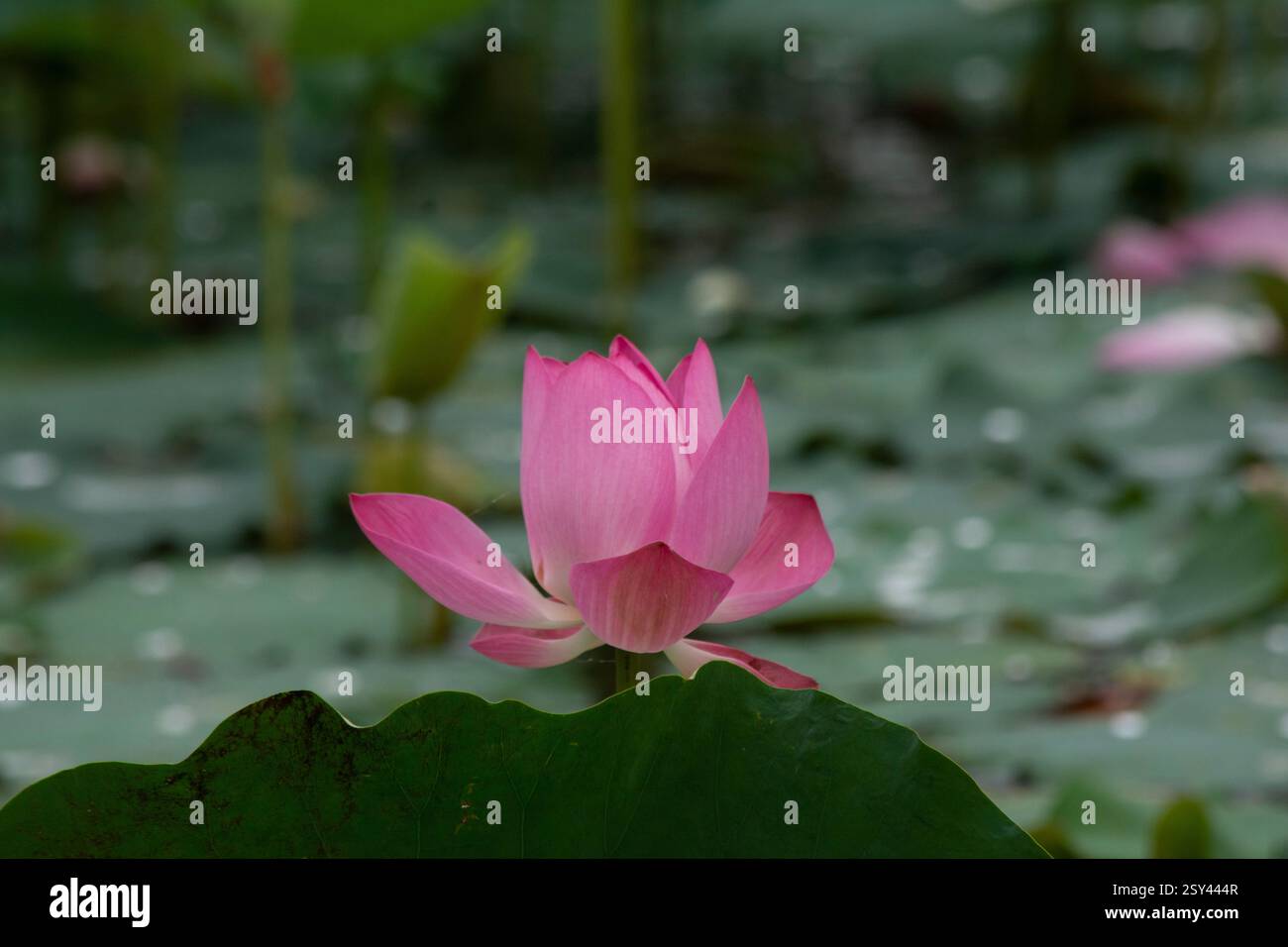 Lotus flower full HD background Stock Photo - Alamy