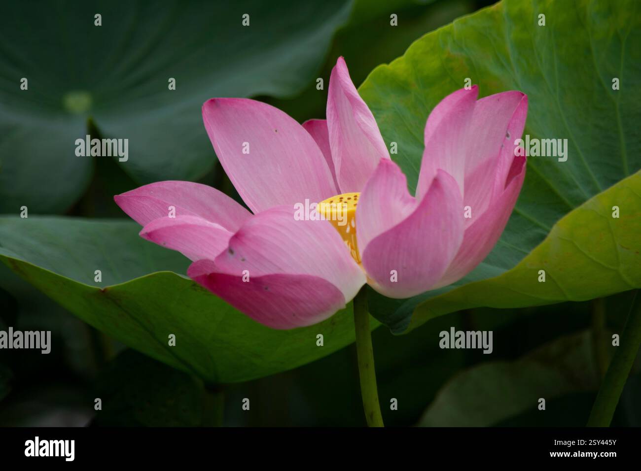 Lotus flower Buddhism symbol Stock Photo - Alamy