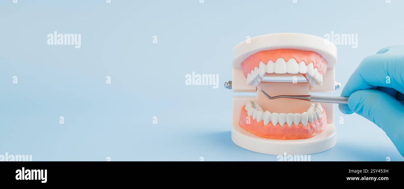 Dentist Day awareness. A Dentist gloved hand inspects a tooth model ...