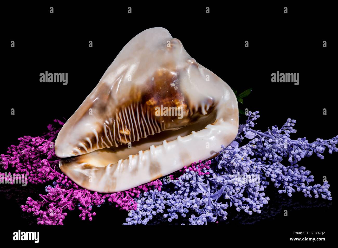 A stunning King Helmet Shell with intricate patterns and vibrant colors ...