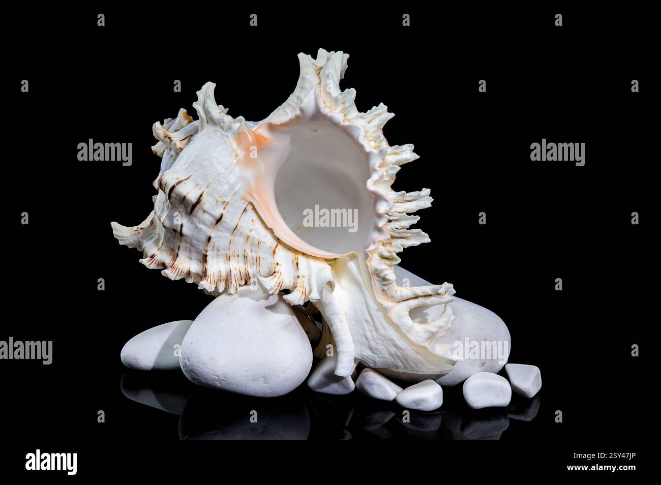 Chicoreus ramosus, commonly known as the ramose murex shell, displayed ...