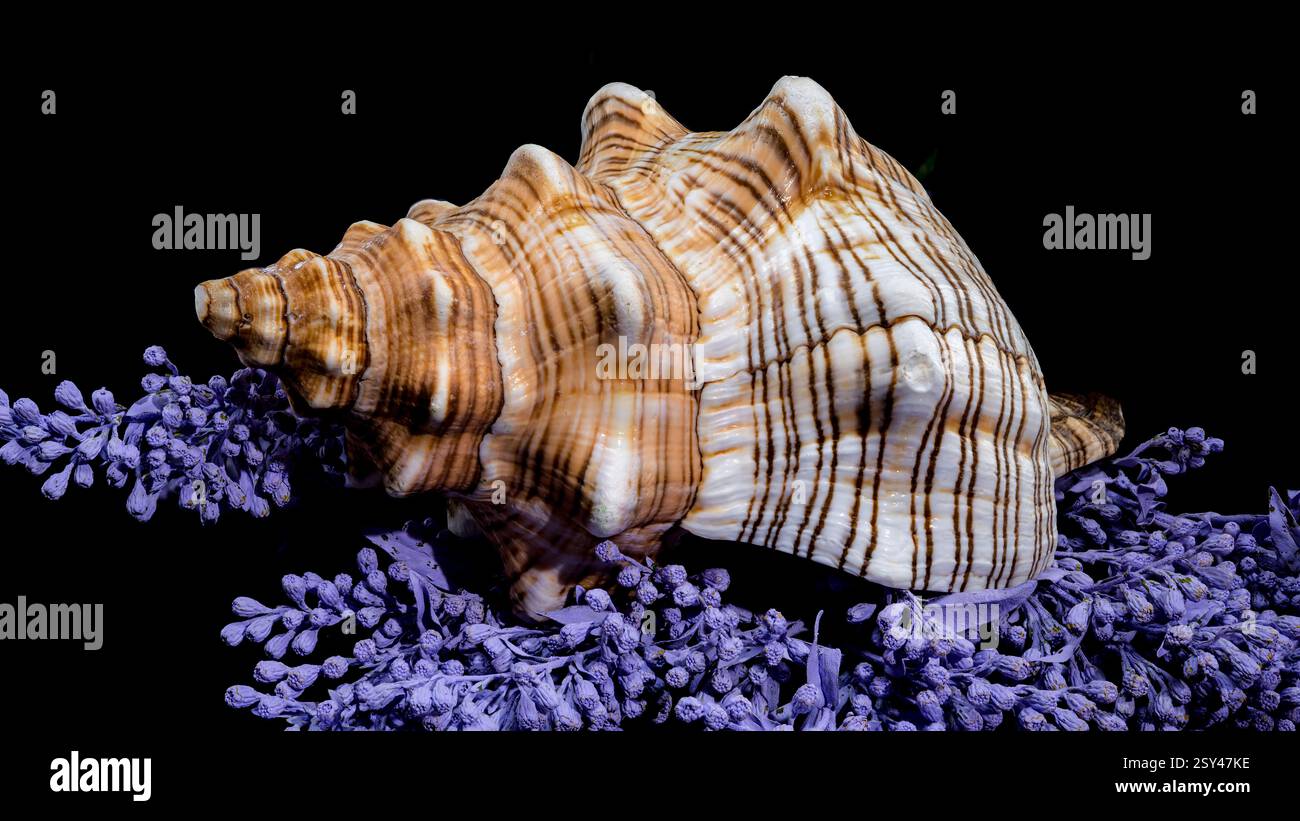 A detailed view of a Trapezium Horse Conch shell with intricate brown ...