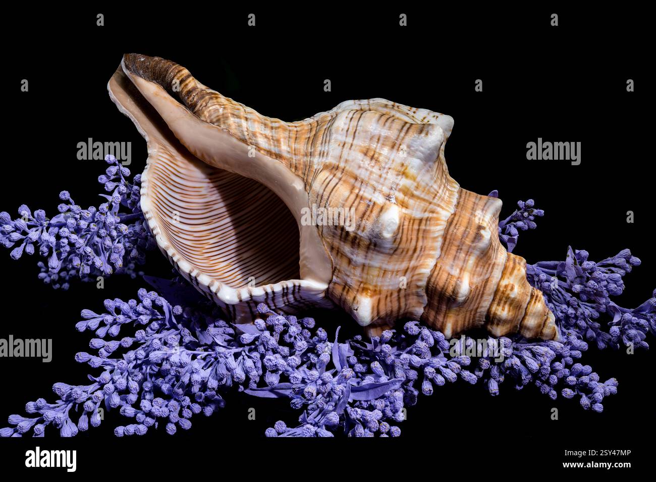 A detailed view of a Trapezium Horse Conch shell with intricate brown ...