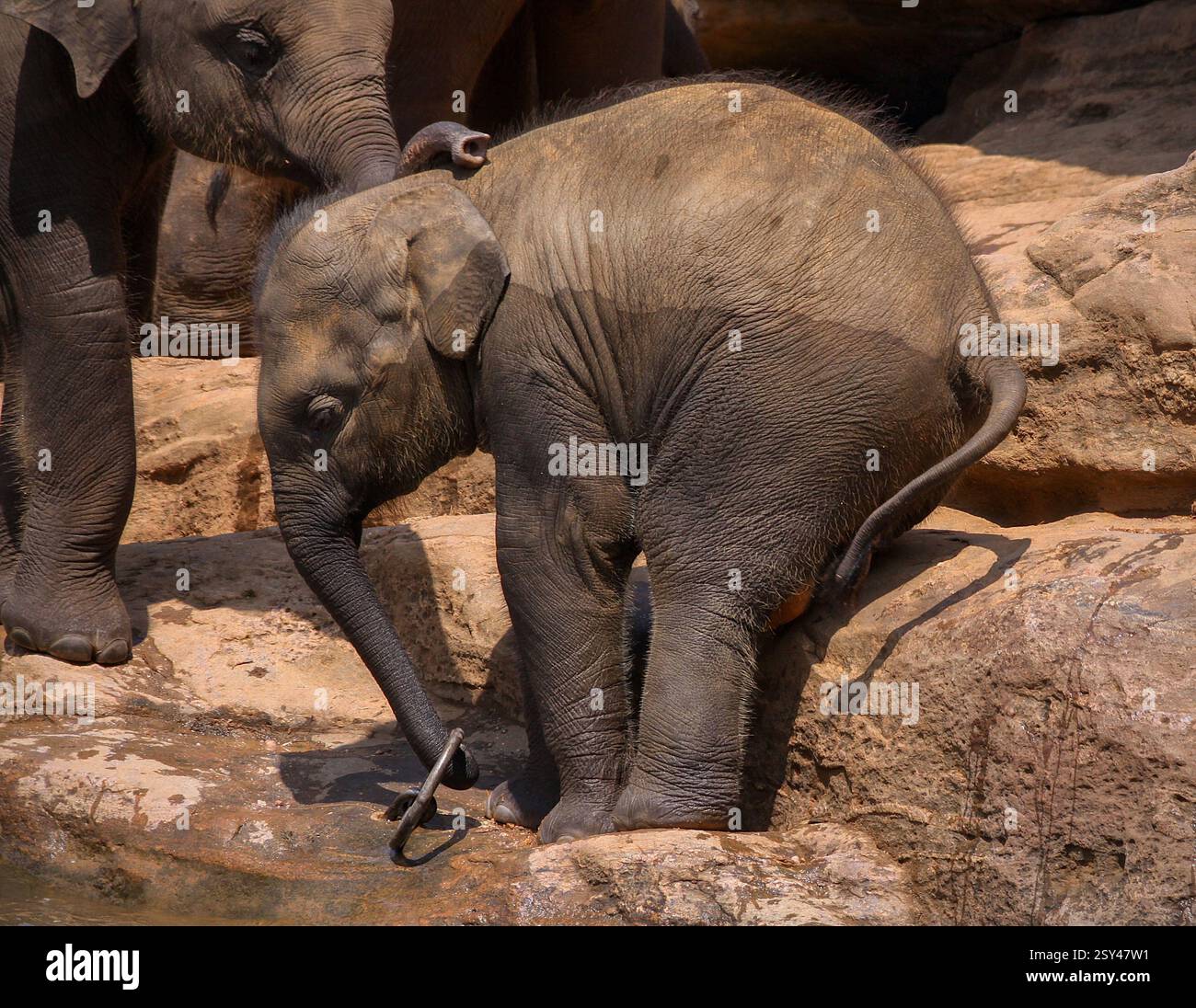 Asian elephants group of adults and babies at Pinnawala Elephant ...