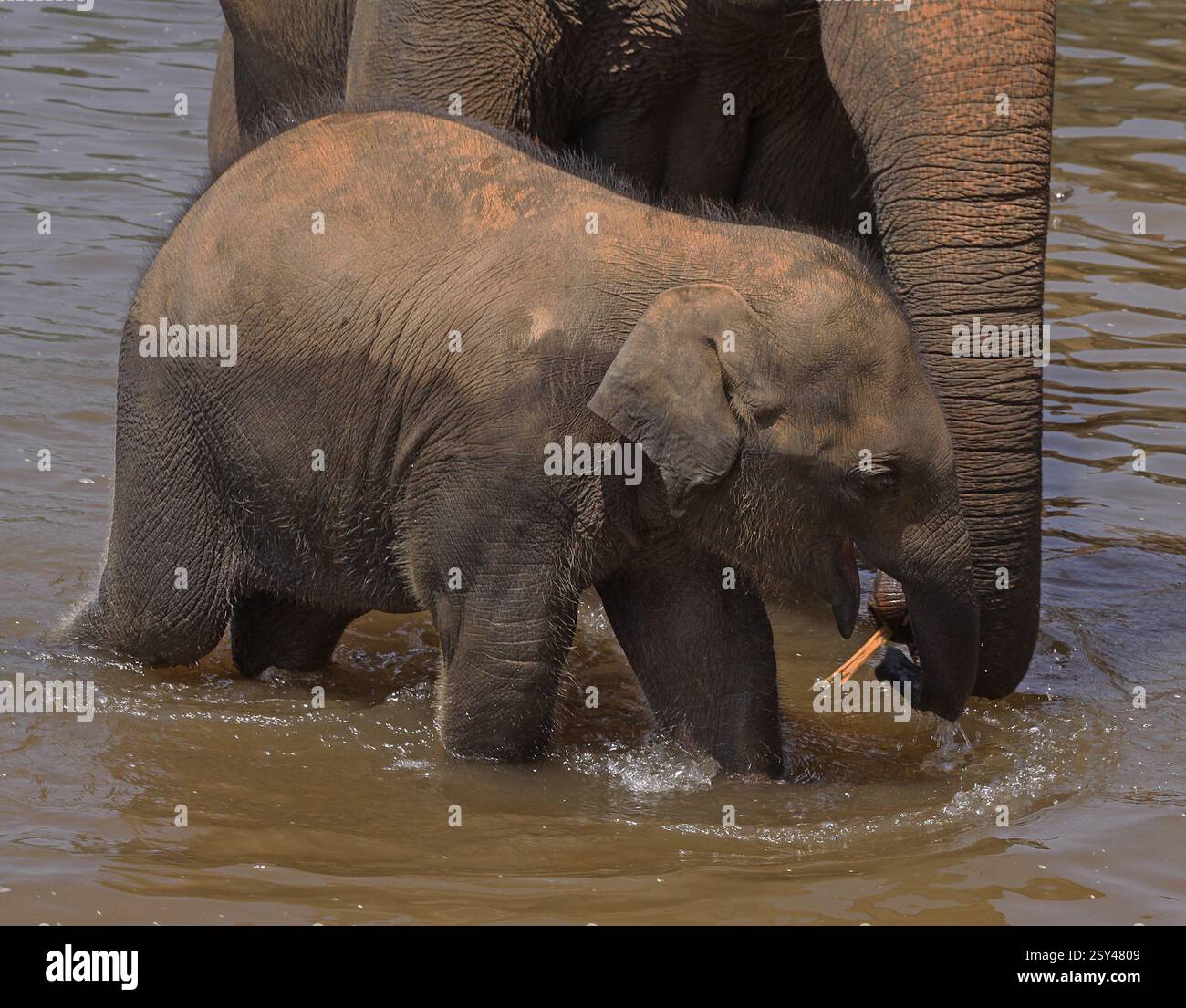Asian elephants group of adults and babies at Pinnawala Elephant ...