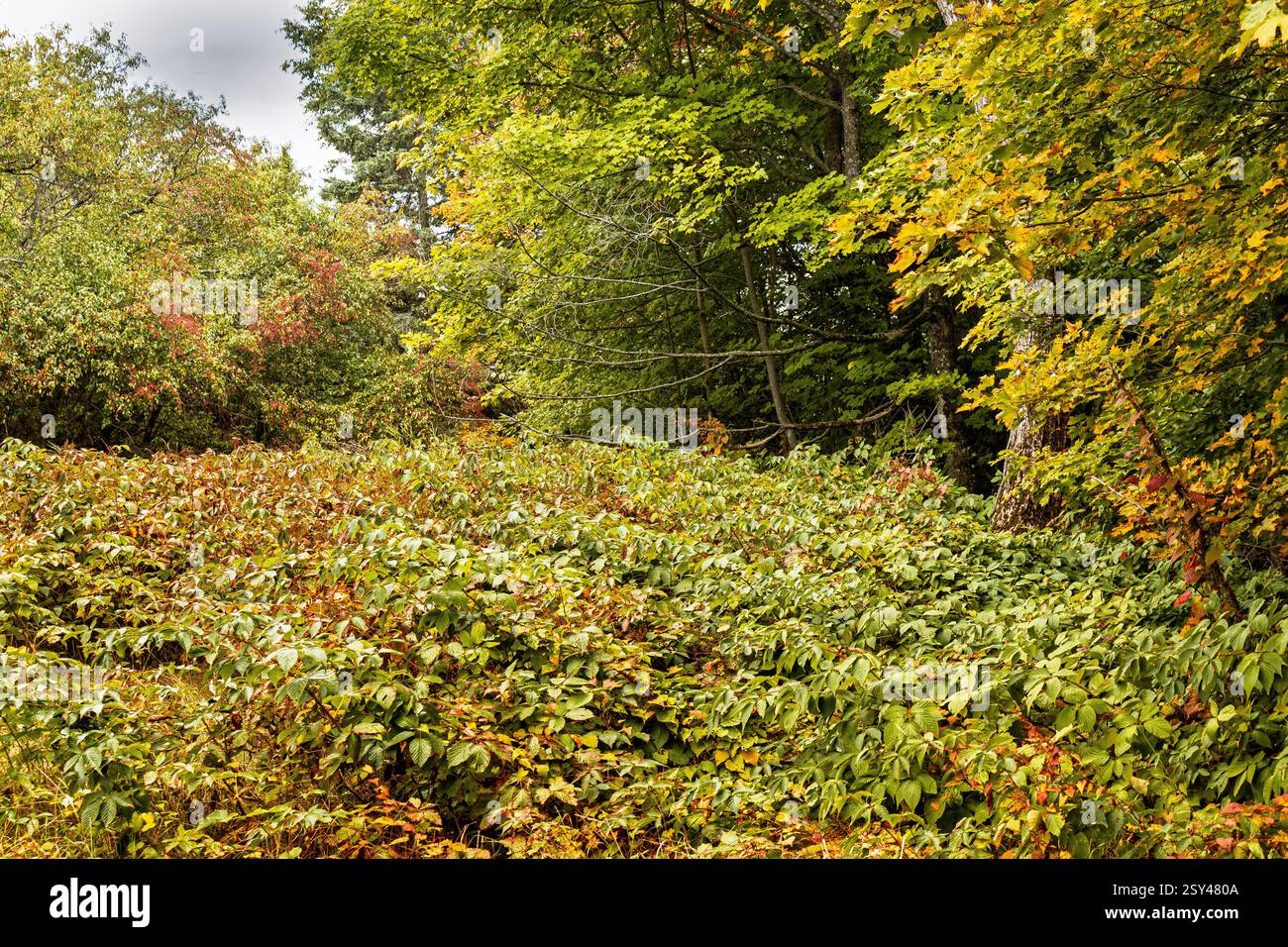 A serene autumn landscape in Tahquamenon Falls State Park, Michigan ...