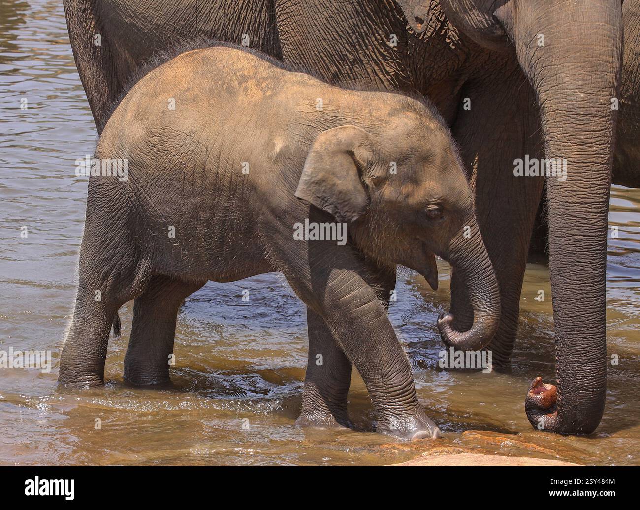 Asian elephants group of adults and babies at Pinnawala Elephant ...