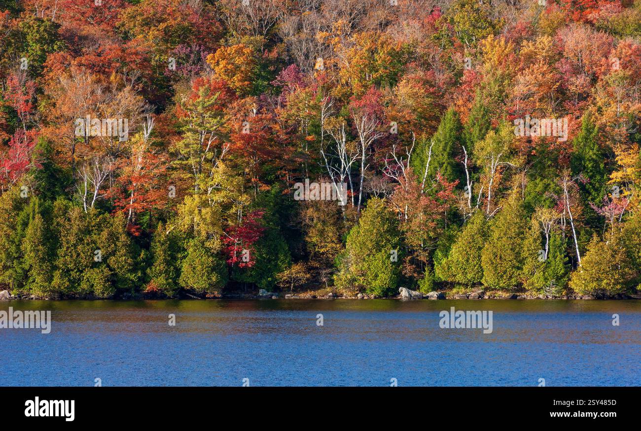Lakeside tapestry of cedars, birches, and maples in peak autumn color ...