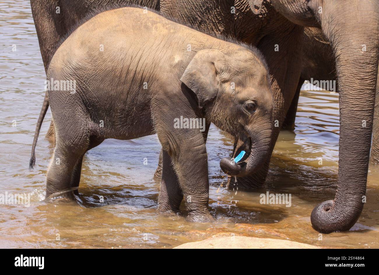Asian elephants group of adults and babies at Pinnawala Elephant ...