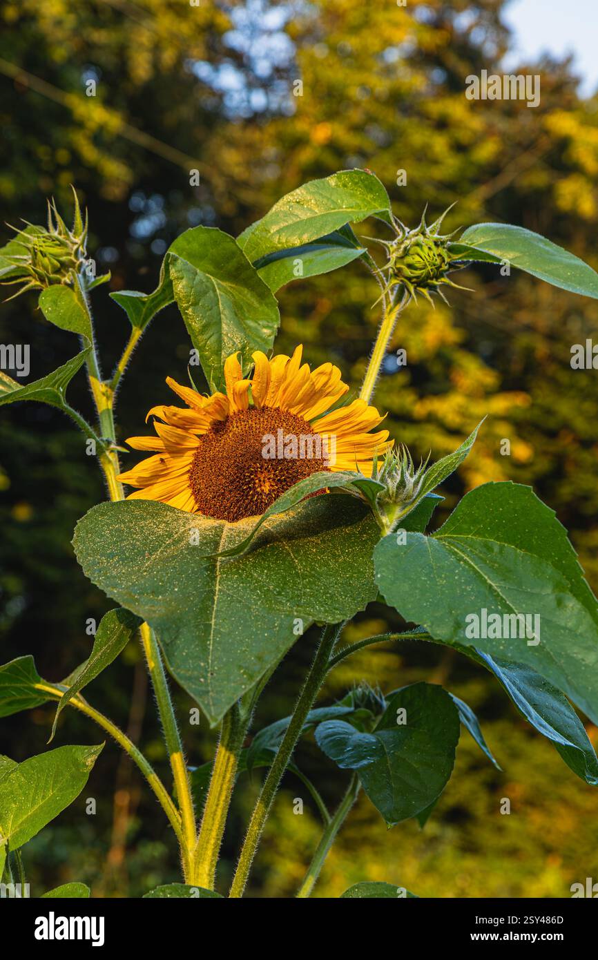 A radiant sunflower stands tall, surrounded by lush, green leaves. The ...