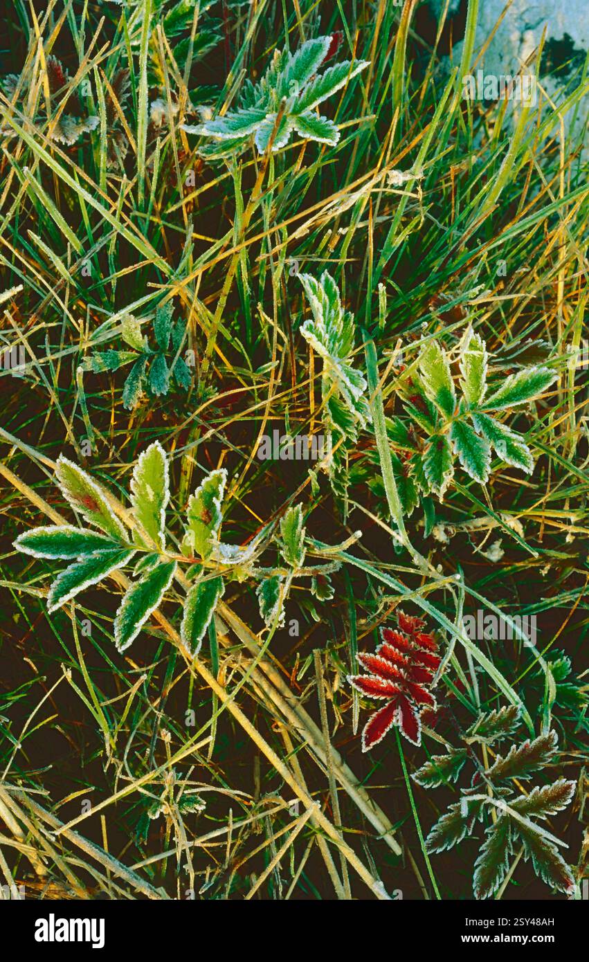 The silverweed plants grows on sandy moist soils like beaches and dunes ...