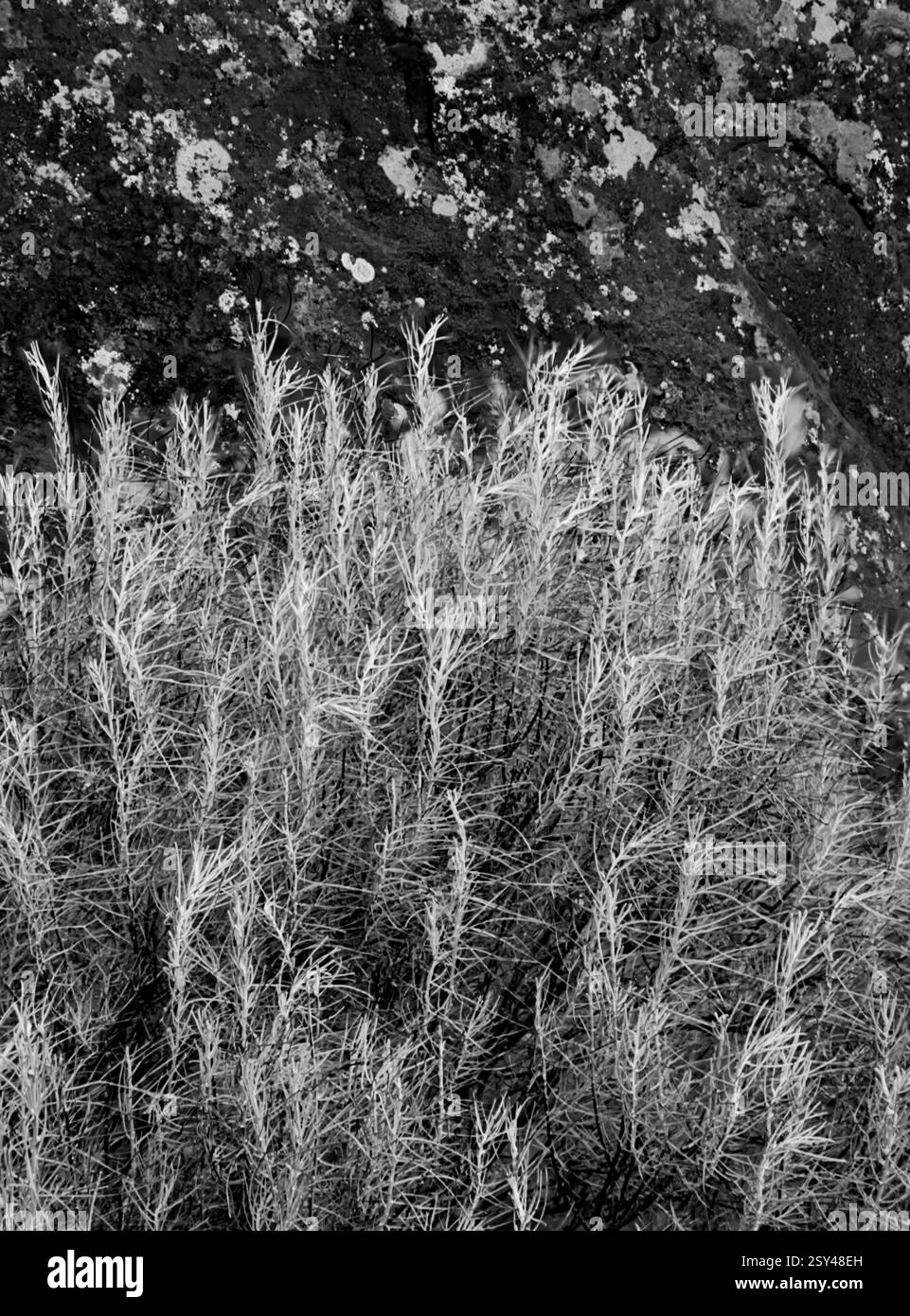 Rubber Rabbitbrush (Ericmeria nauseosa) grows in front of a wall of red ...