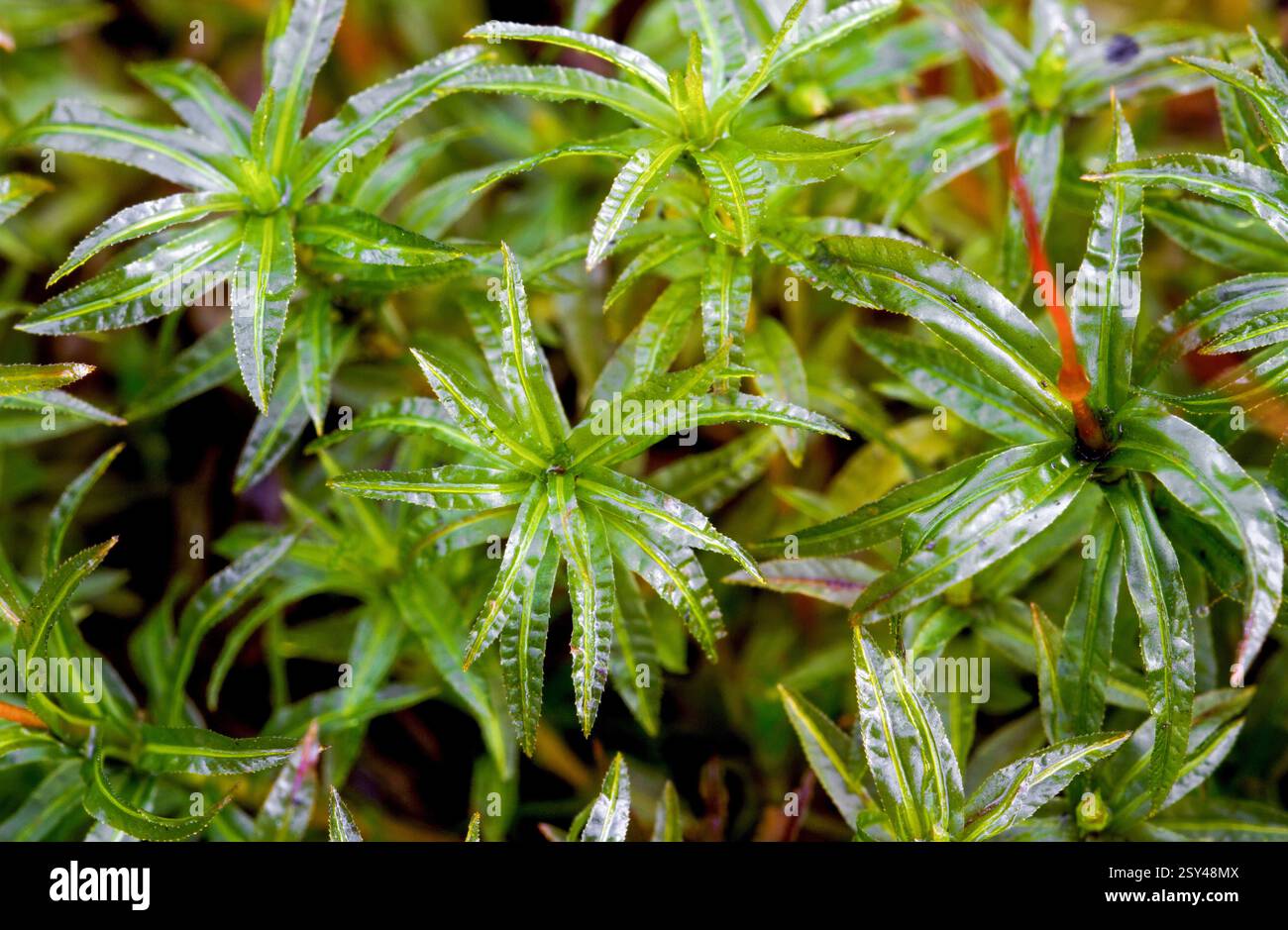 Atrichum undulatum, the common smoothcap, and its characteristic ...