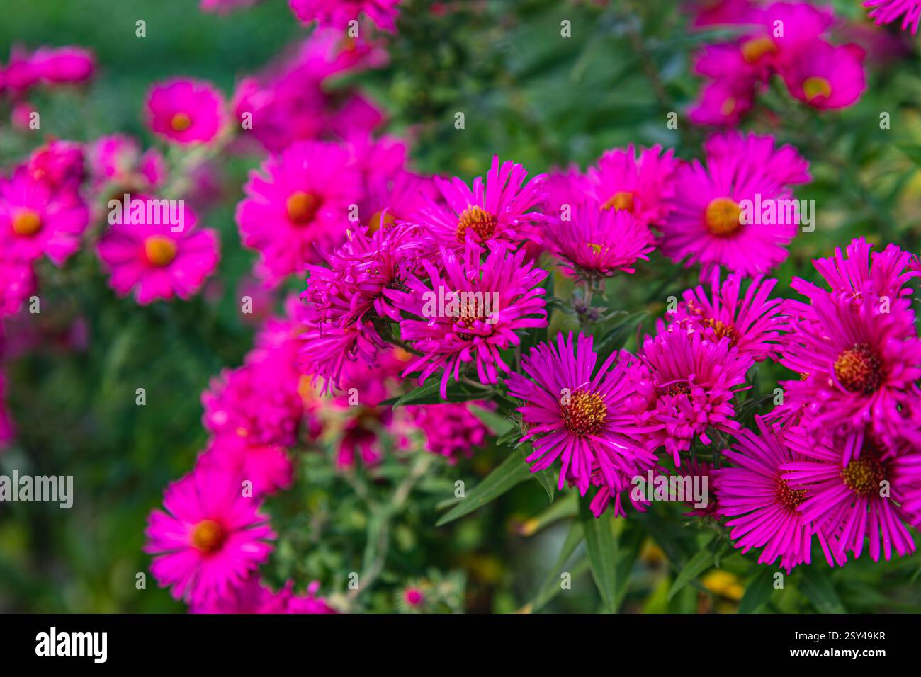 Sunshine color palette hi-res stock photography and images - Alamy