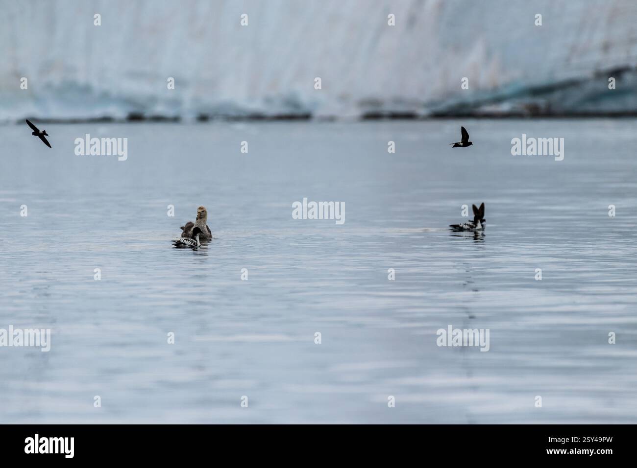 A southern Giant Petrel -Macronectes giganteus- has just landed in the ...