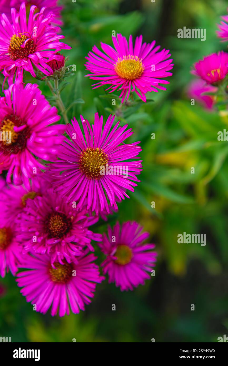 Lush pink flowers burst with color, their petals shimmering in the ...