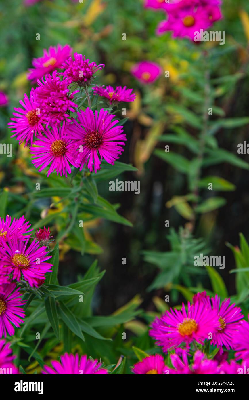 Bright pink blossoms burst forth in a summer garden, surrounded by lush ...