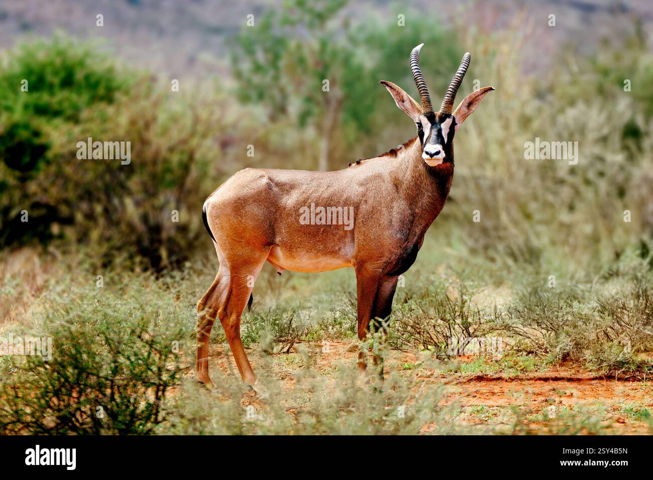 Wild Roan antelope bull, standing tall in Africa Stock Photo - Alamy