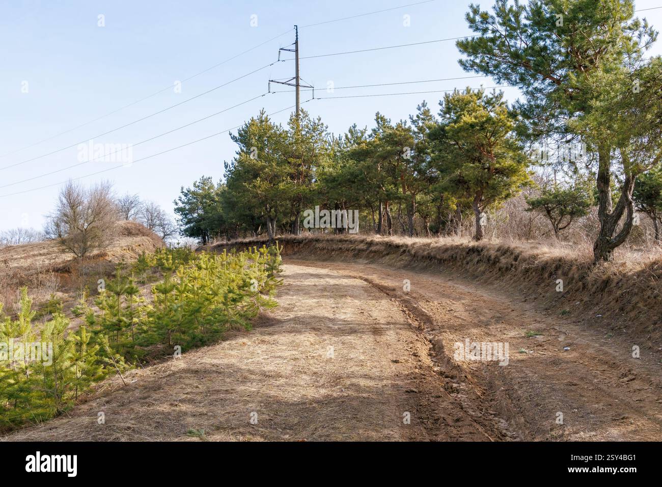 A winding dirt road passes through a rural pine forest with young and ...
