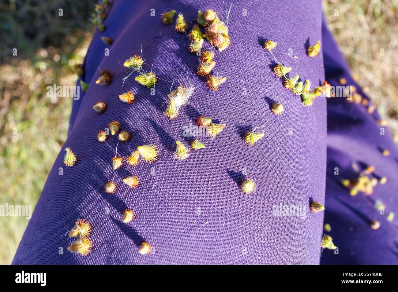 Close-up of small spiky seeds clinging to purple pants after walking ...