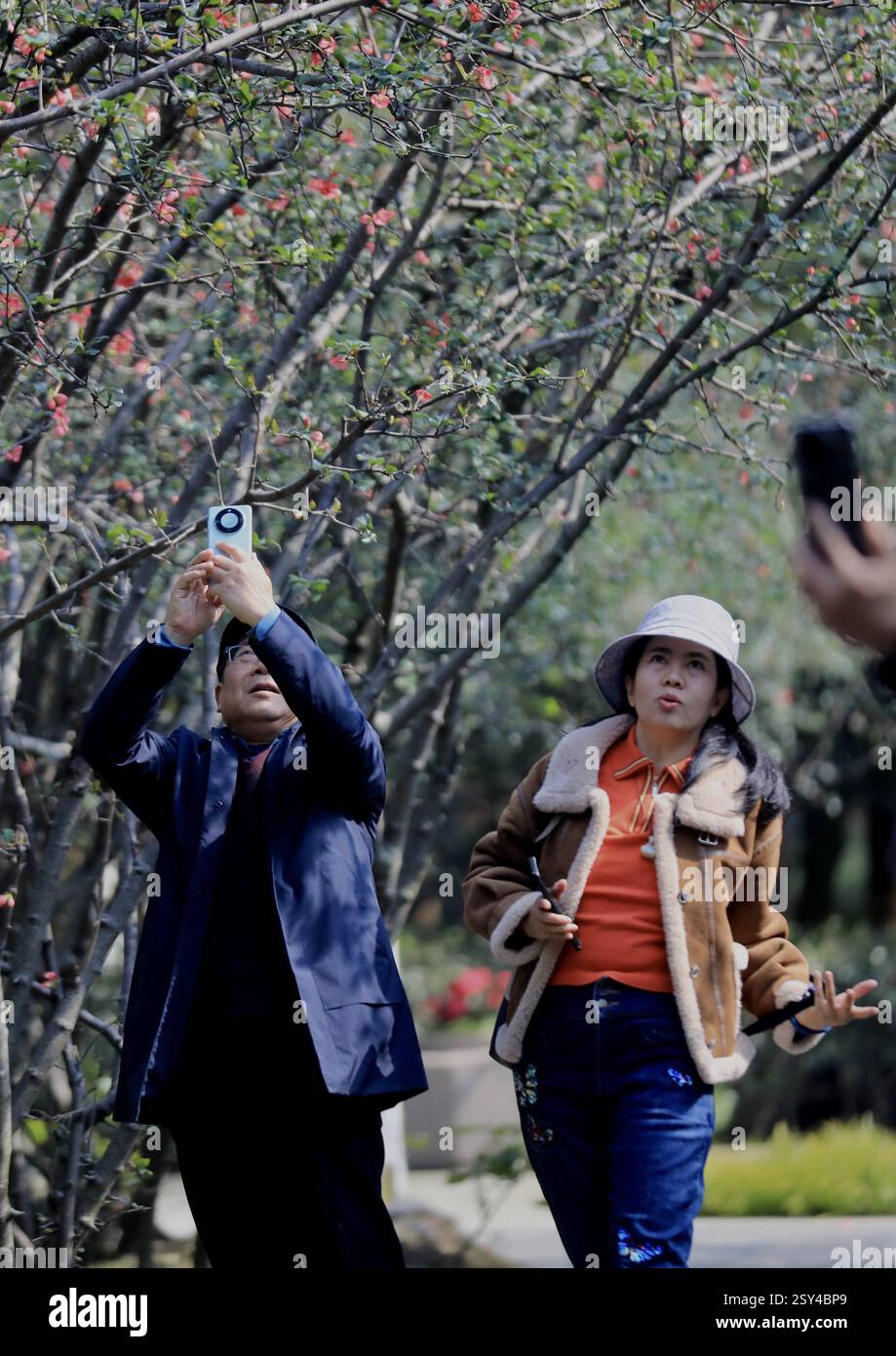**CHINESE MAINLAND, HONG KONG, MACAU AND TAIWAN OUT** Blooming begonia ...