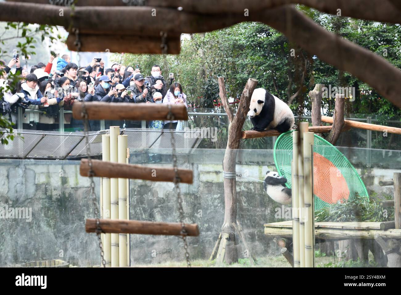 **CHINESE MAINLAND, HONG KONG, MACAU AND TAIWAN OUT** Giant pandas play ...