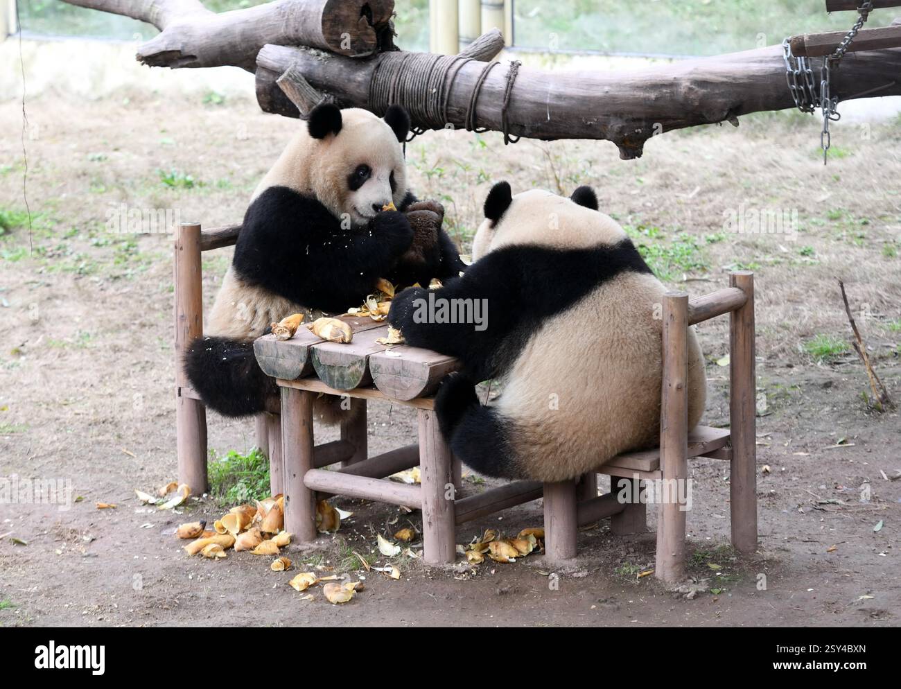**CHINESE MAINLAND, HONG KONG, MACAU AND TAIWAN OUT** Giant pandas play ...