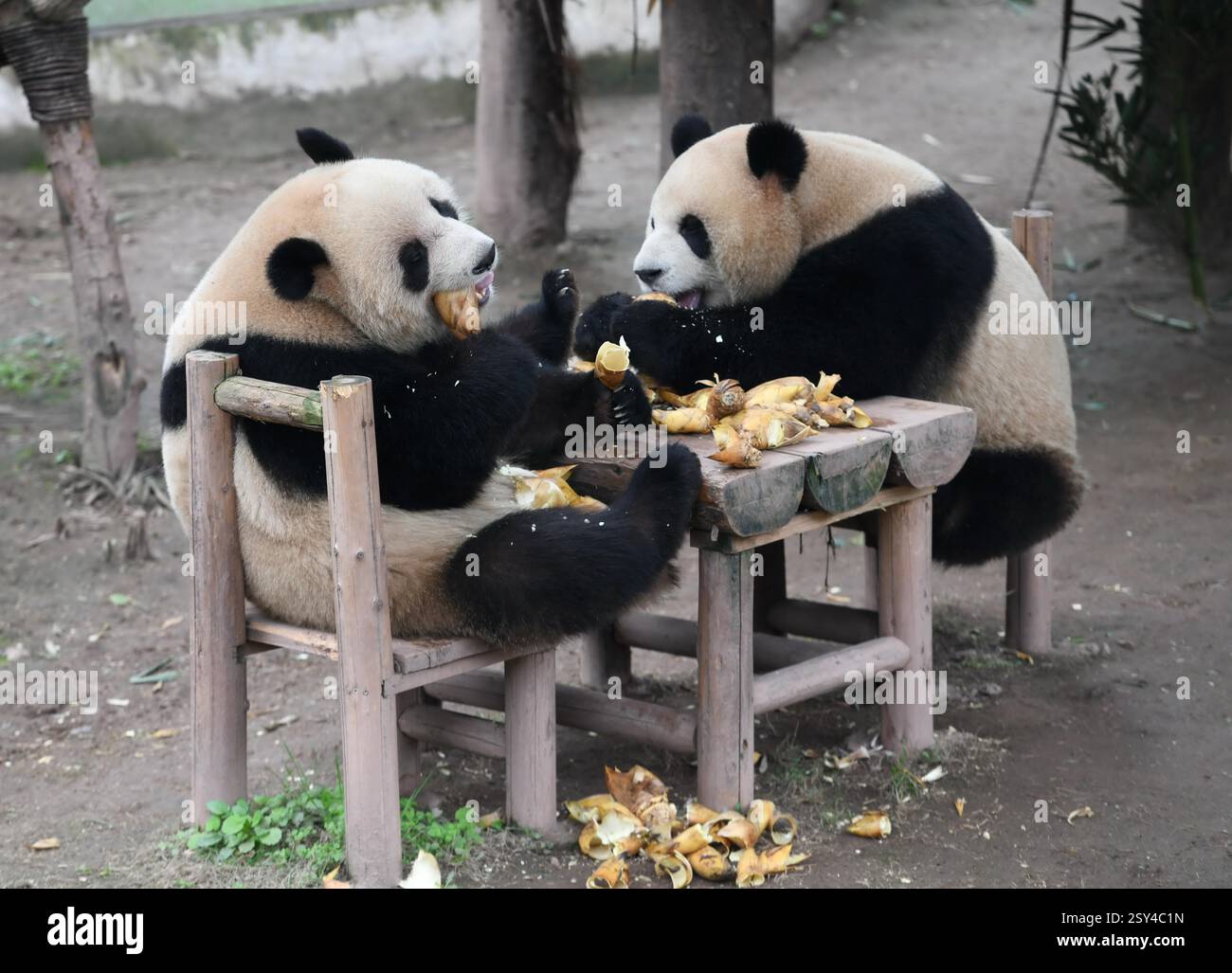 **CHINESE MAINLAND, HONG KONG, MACAU AND TAIWAN OUT** Giant pandas play ...