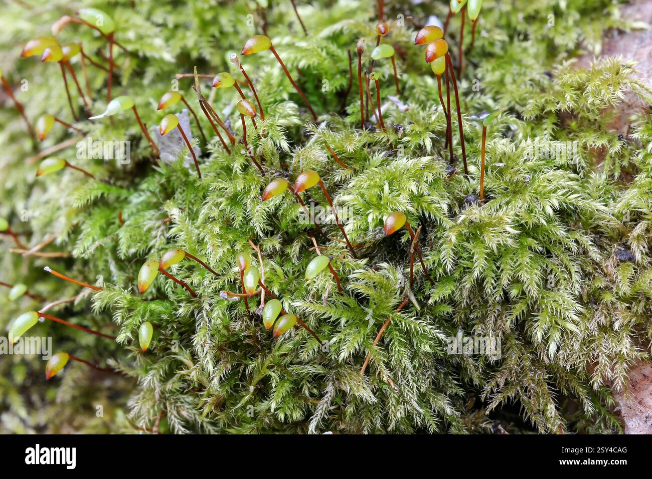 Brachytheciastrum velutinum, the Velvet Feather-moss, with sporophytes ...
