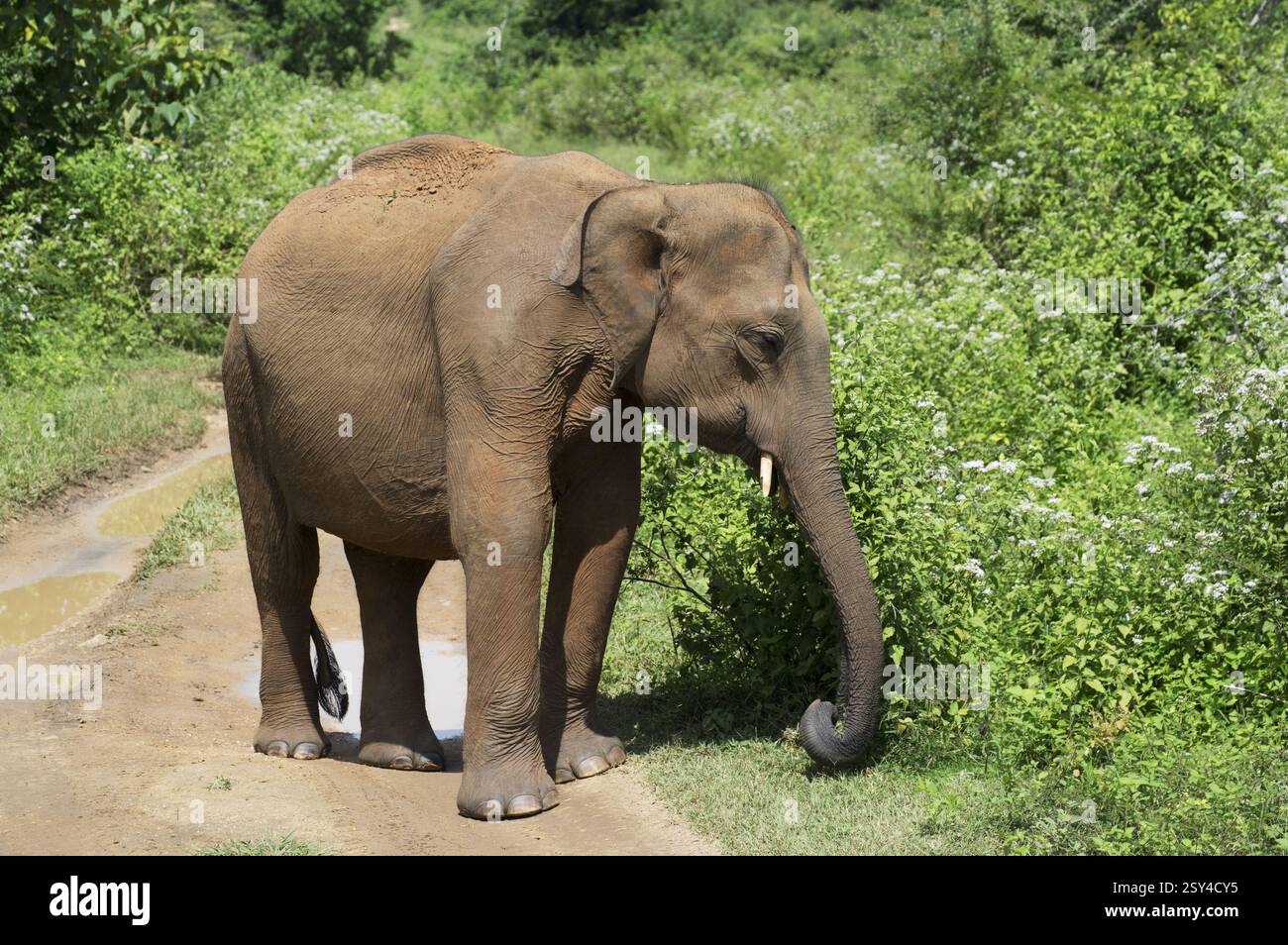 Young male elephant with small tusks grazing in Udalawawe National Park ...