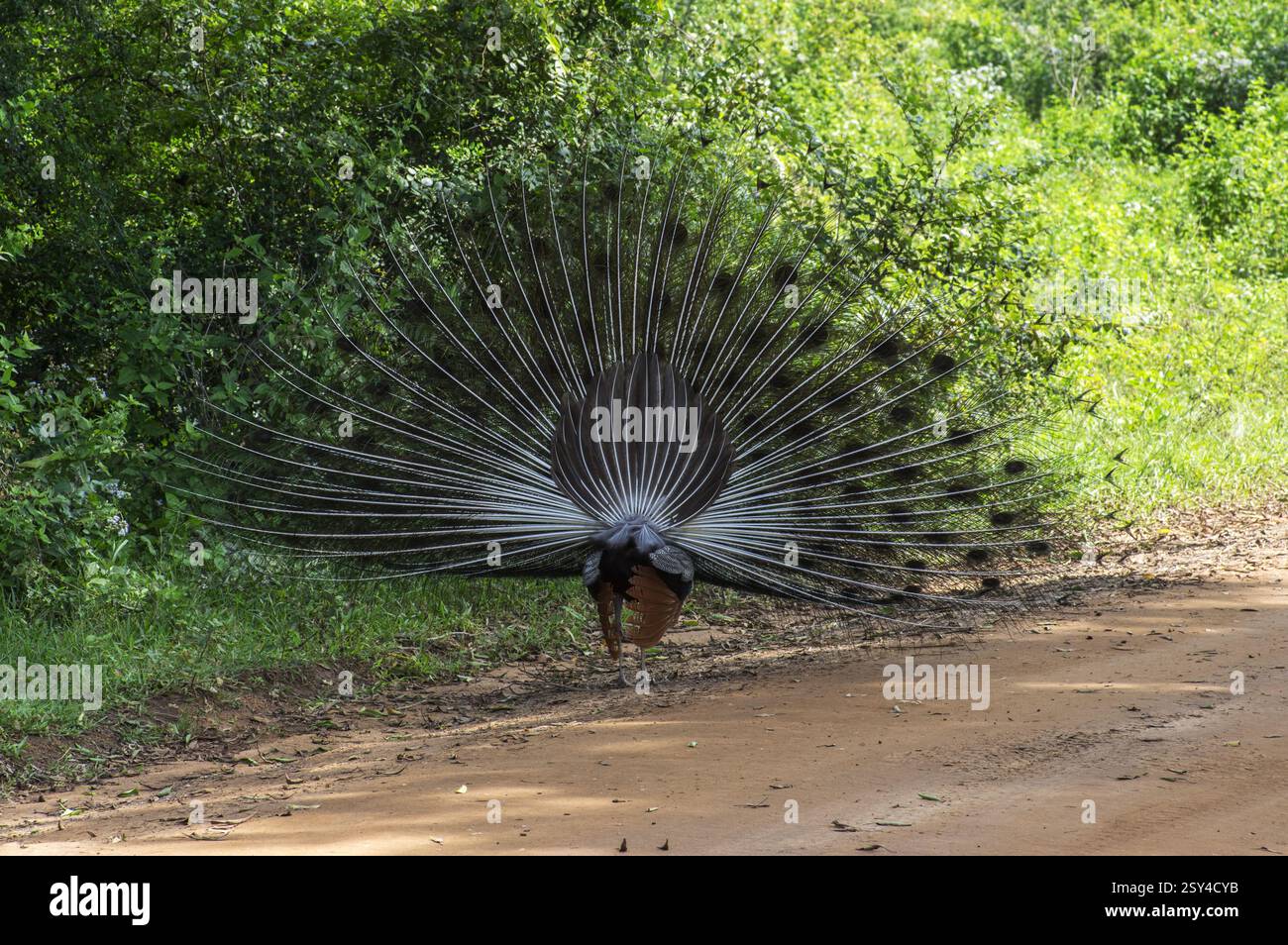 Male peacock view from behind with his feathers open wide to attract a ...