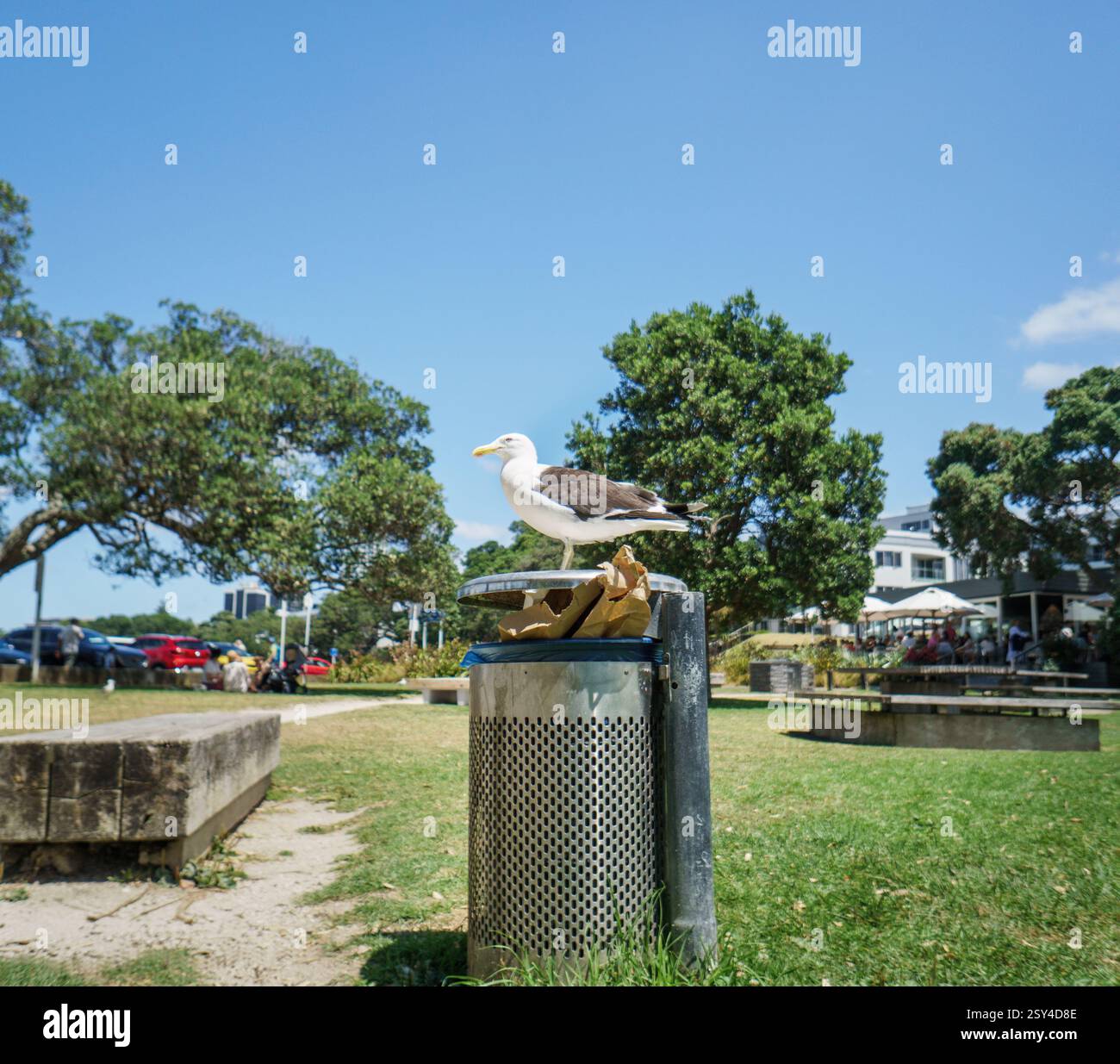 Seagull standing on rubbish bin. Unrecognizable people enjoying summer ...