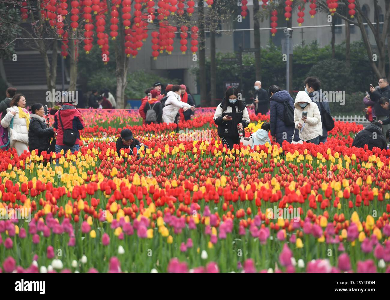 **CHINESE MAINLAND, HONG KONG, MACAU AND TAIWAN OUT** Tulip flowers ...
