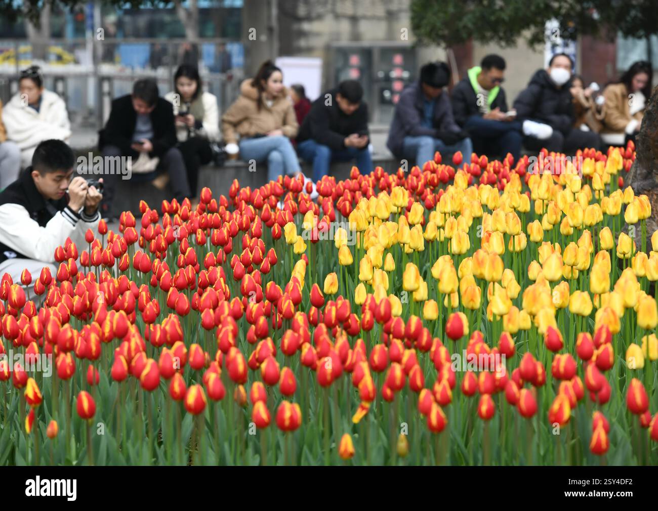 **CHINESE MAINLAND, HONG KONG, MACAU AND TAIWAN OUT** Tulip flowers ...