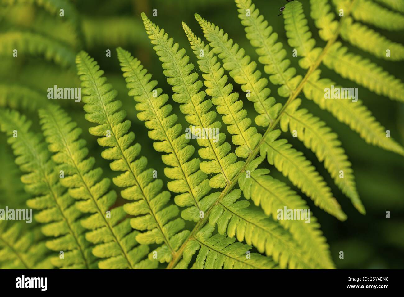 Close-up of fern leaves showing different structures and shades of ...