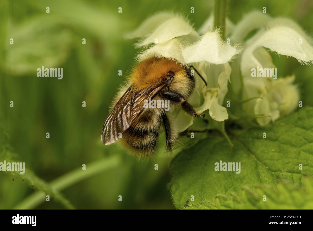 Close-up of a bumblebee in the small white flower of a Lamium album in ...