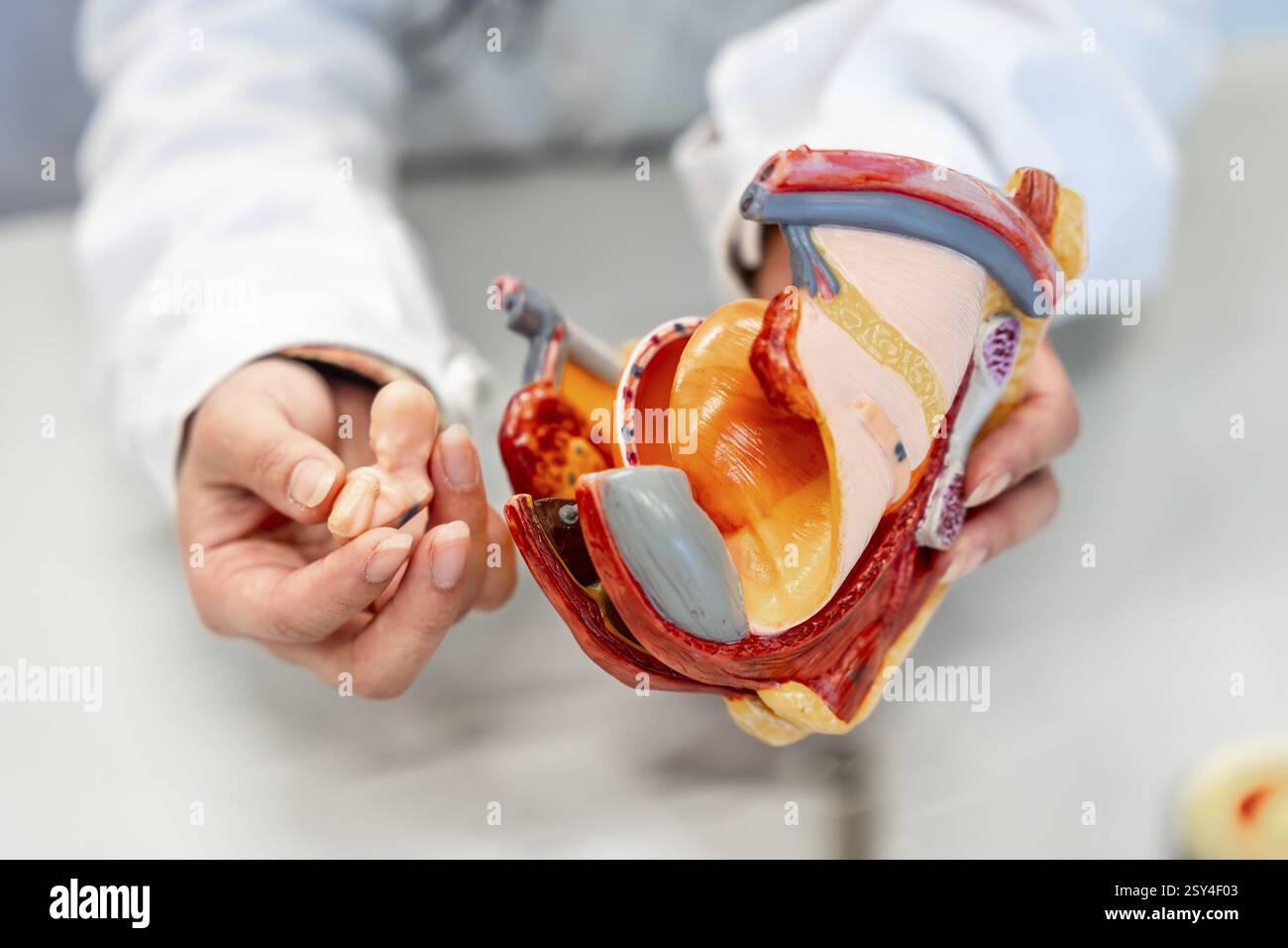 Doctor explaining pregnancy using anatomical model of female ...